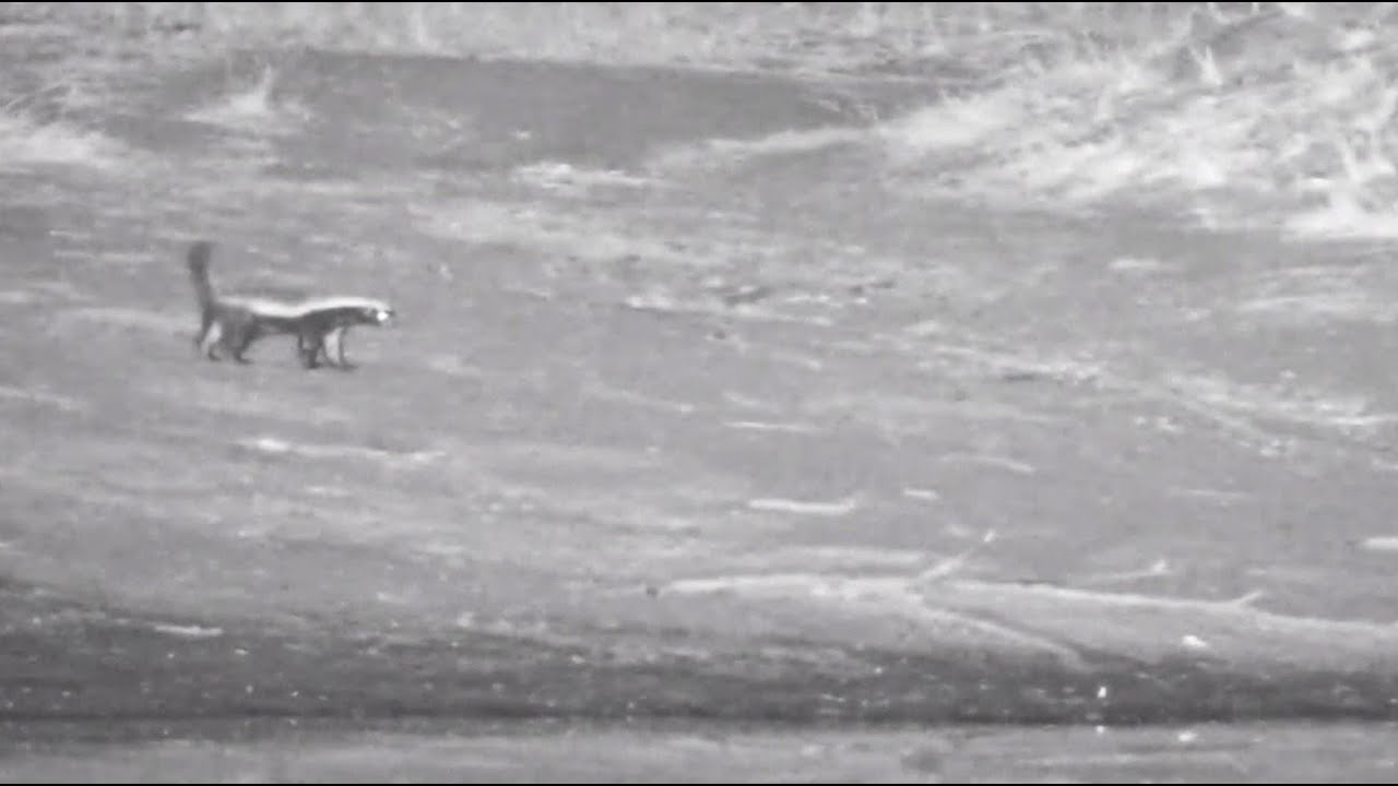 Honey Badger at the Dam at Djuma Cam 9/9/25 (Zoomie stream issues ...