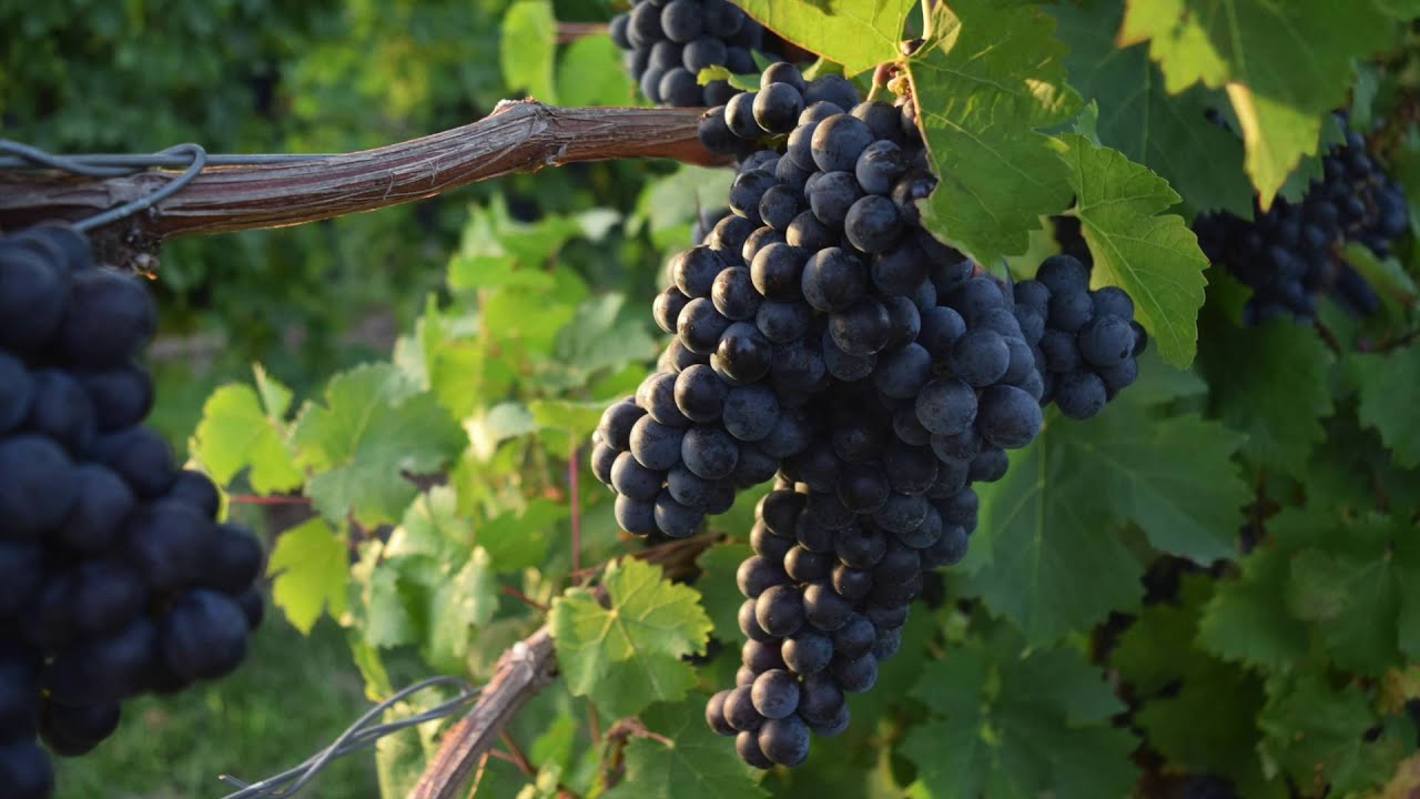 2015 at Lamoreaux Landing Wine Cellars - YouTube