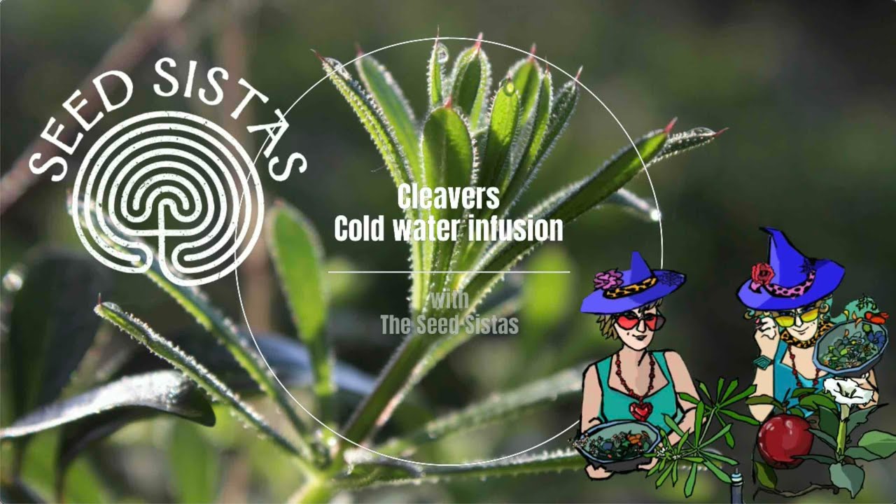 Cleavers Herb File and Making a Cold Water Infusion - YouTube