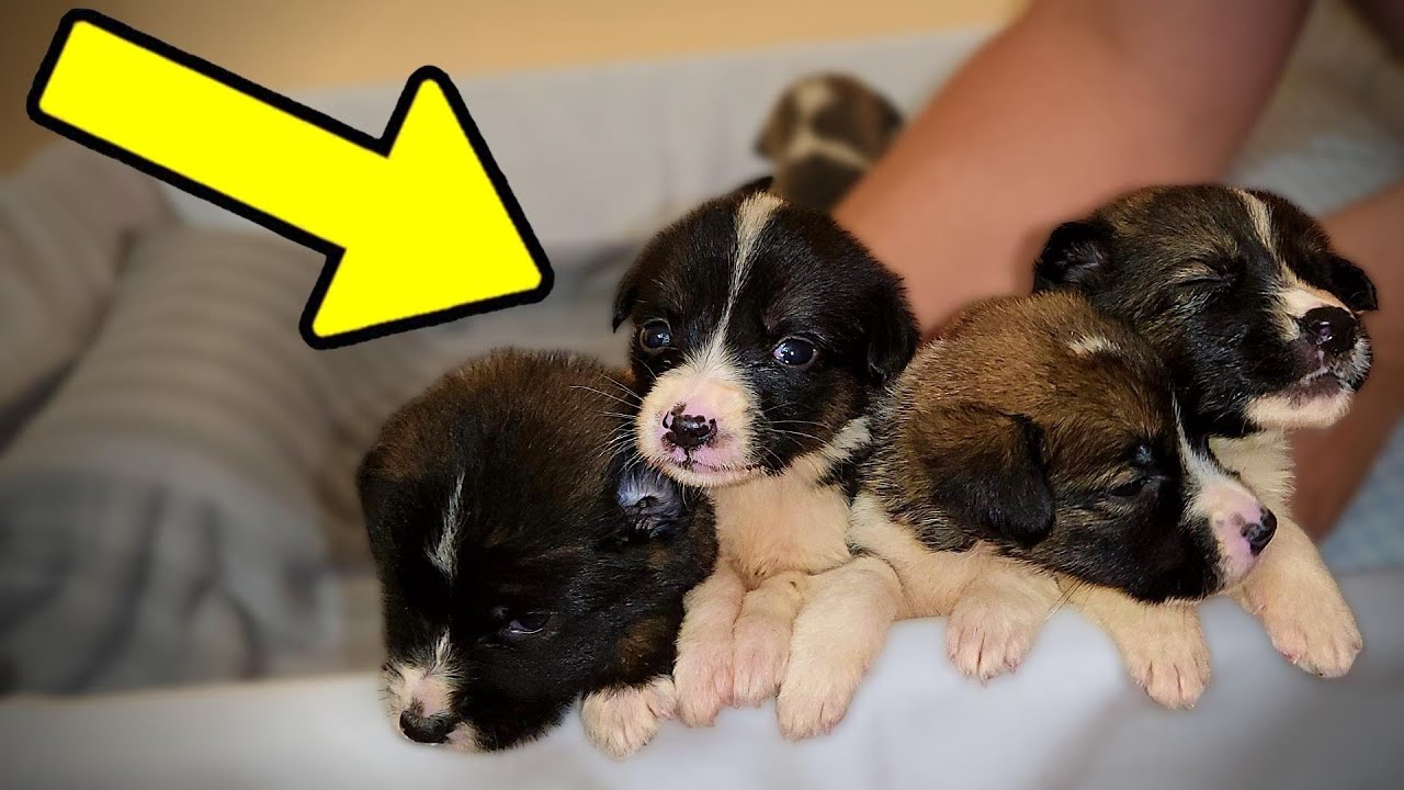 We Rescued a Box Full of Puppies - YouTube