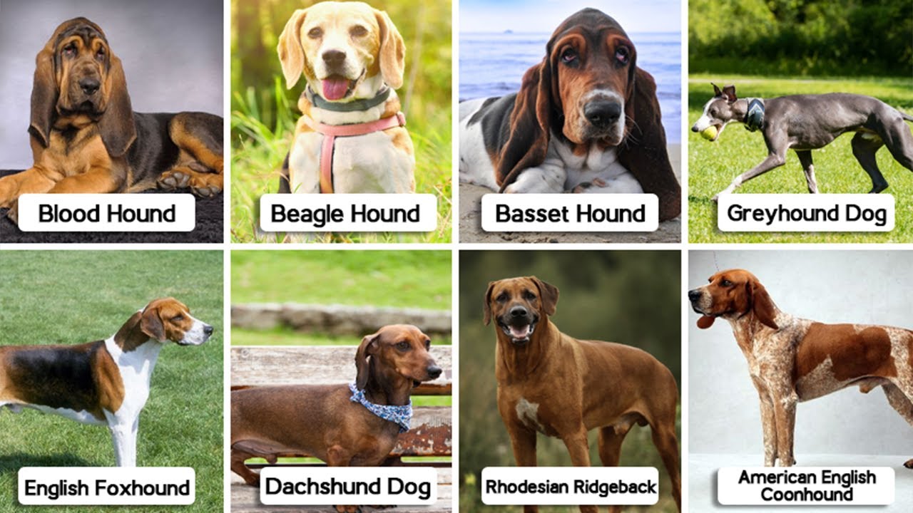 8 Hound Dog Breeds Another Amazing Breed Of Dogs - YouTube