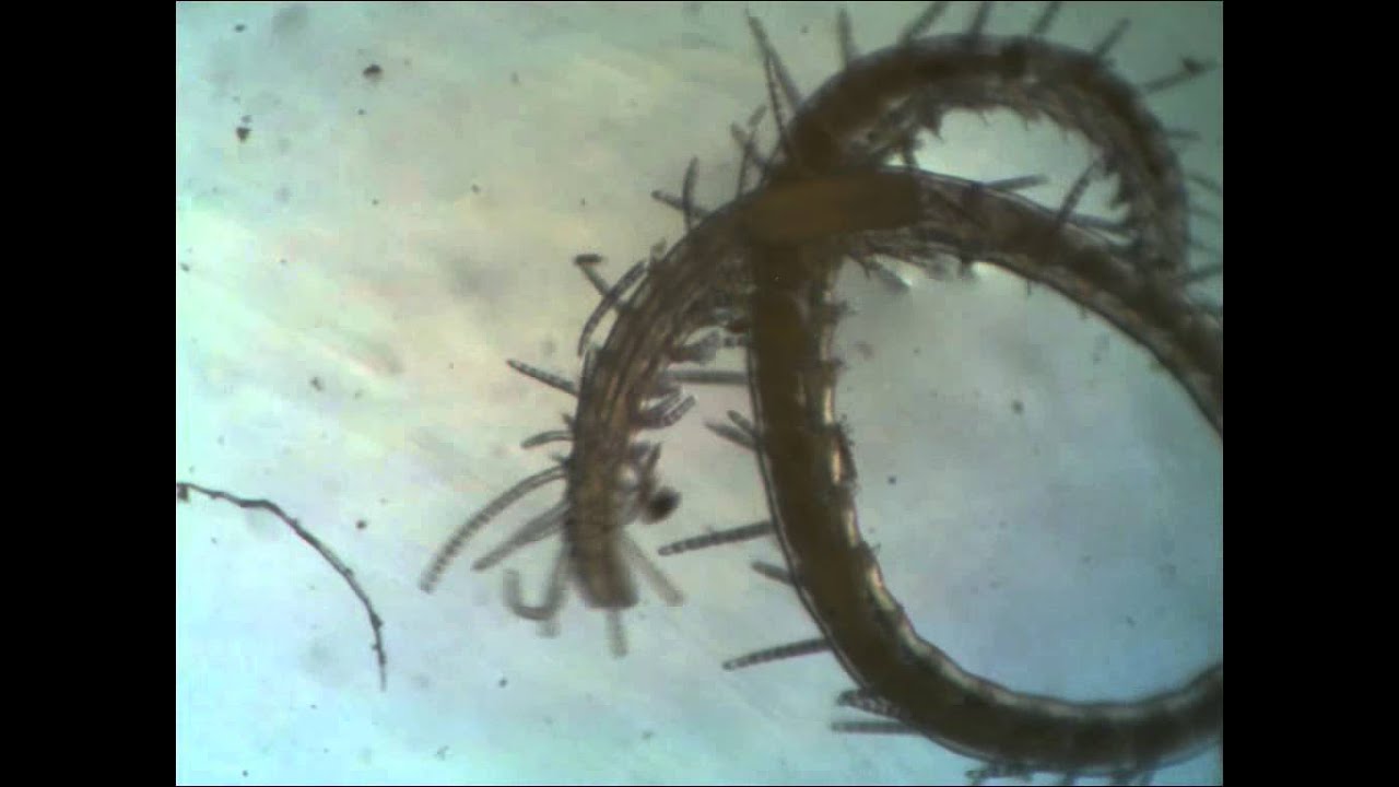Syllidae? Exogoninae? Interesting worm. - YouTube