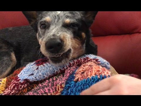 funny australian cattle dog sneezing ^^ - YouTube