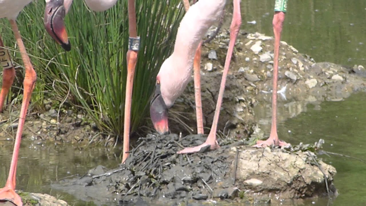Lesser flamingo nest building May 2015 - YouTube