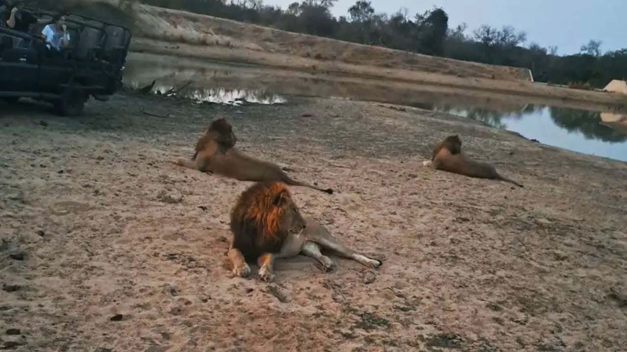 3 Black Dam Male Lions Earth Shattering Roar | Tune up the Volume | 27 ...