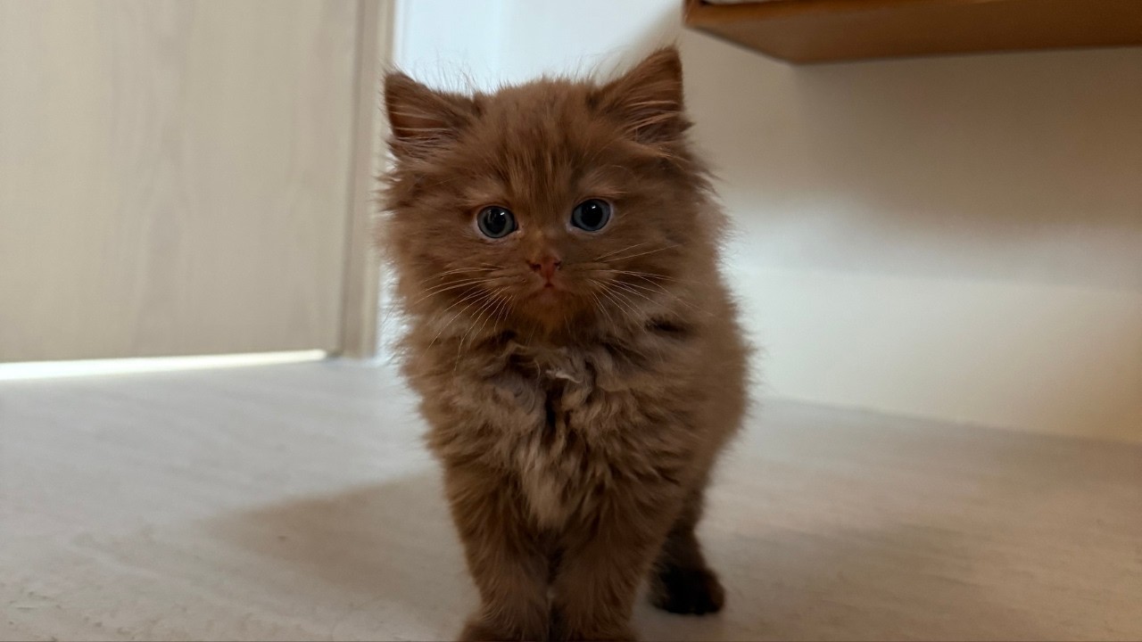 tootsie's first vlog - YouTube