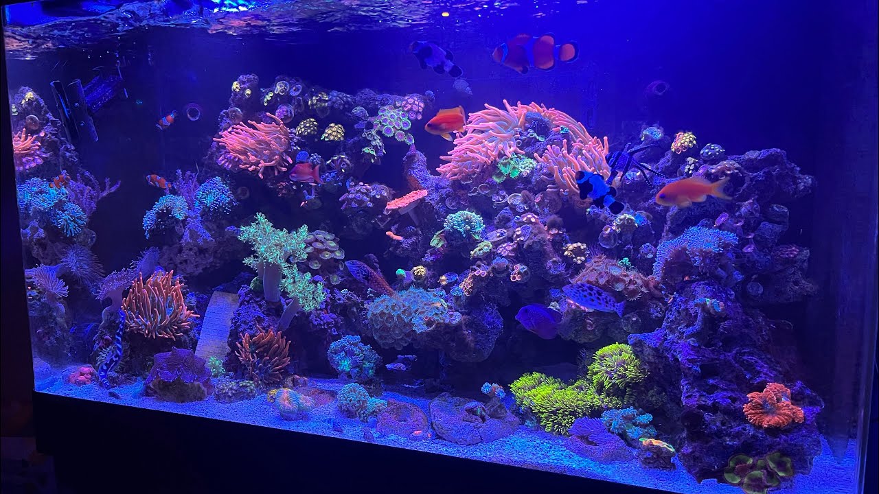 Reef tank chat and update - YouTube