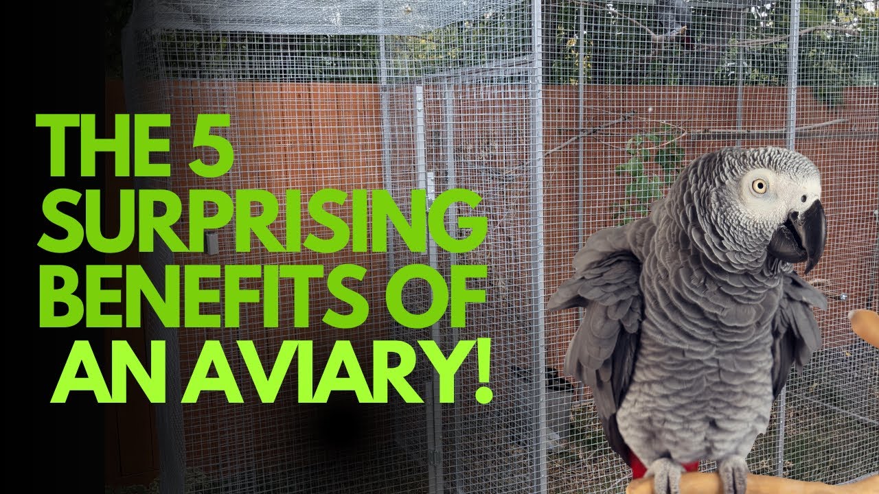 Discover The 5 Unexpected Benefits Of An Aviary For Parrots! - YouTube