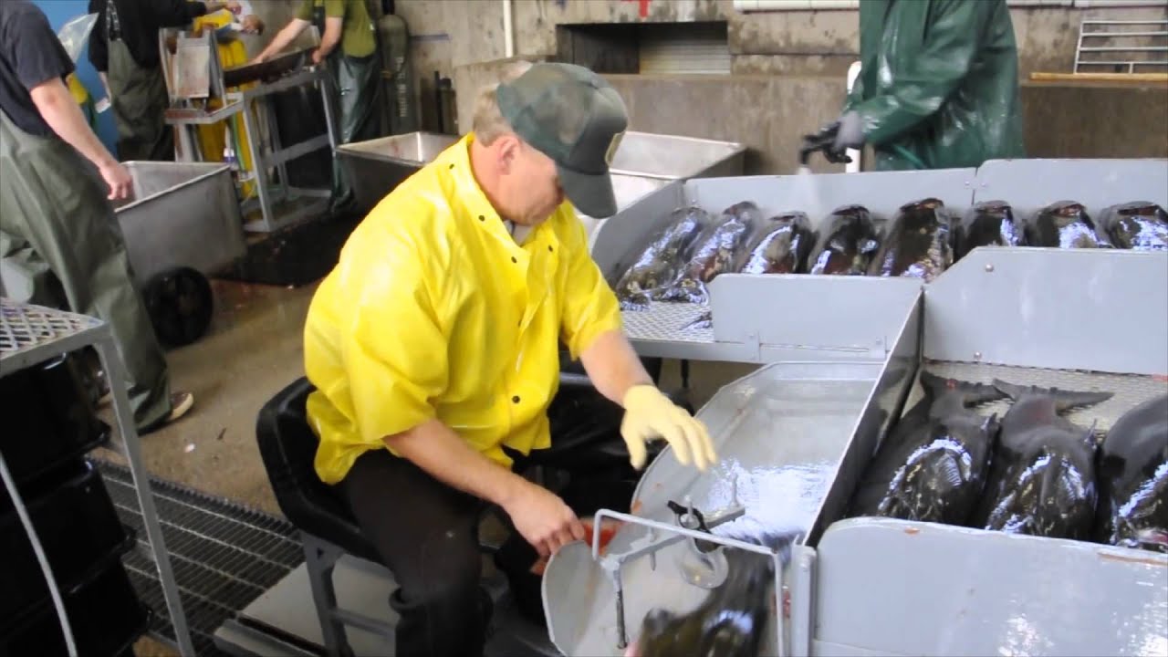 The Spawning of the Chinook Salmon - YouTube