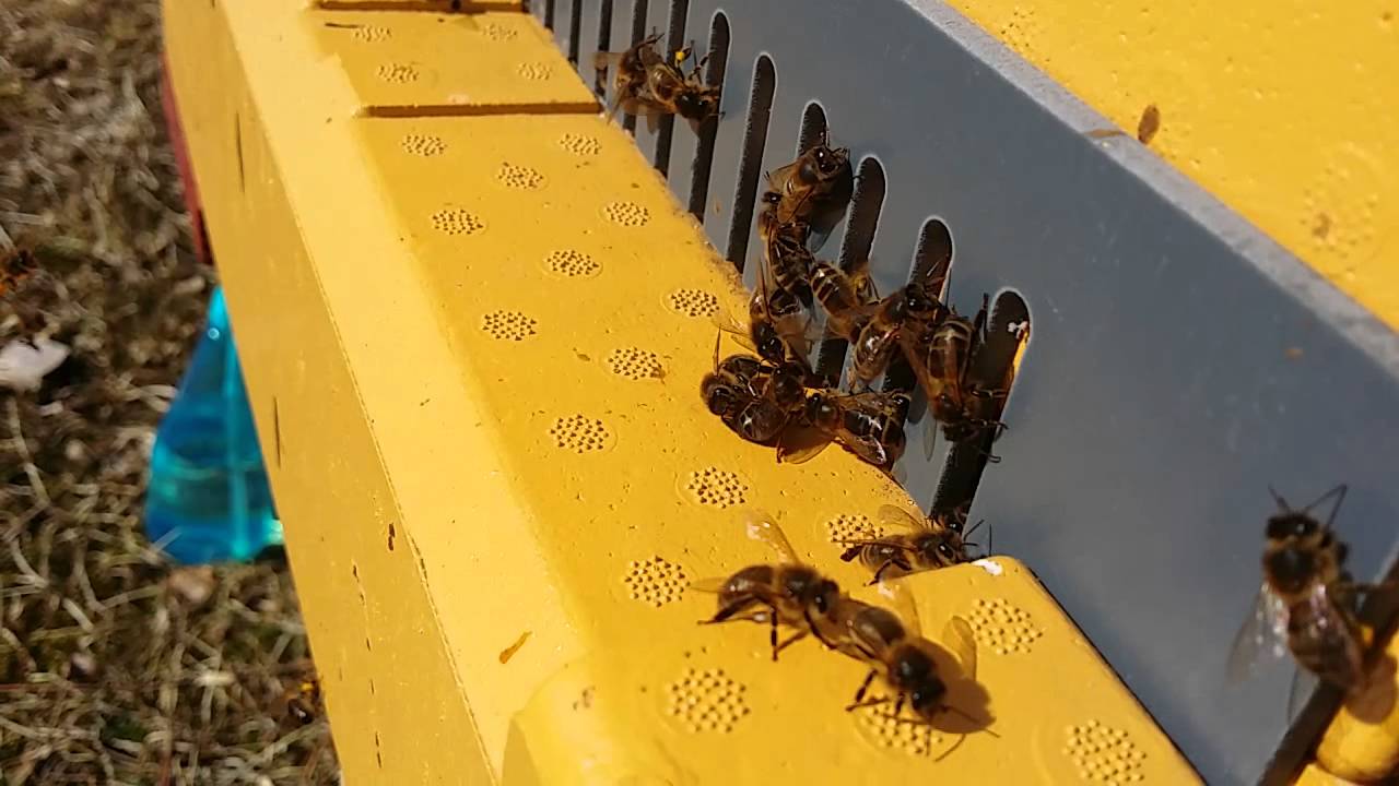 Honey bee grooming behavior 3 - YouTube