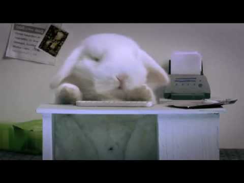 cute bunnies in office FUNNY - YouTube