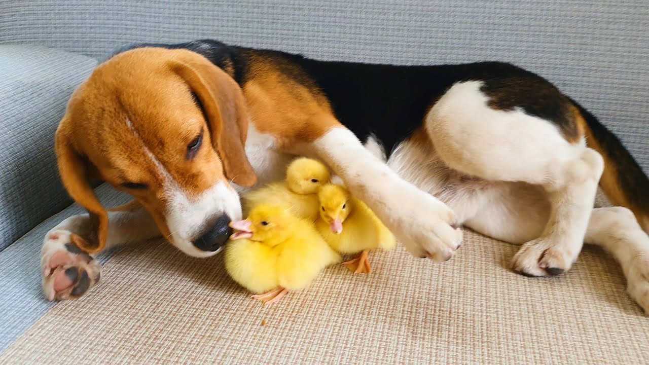 First Time Lu Meet Duckling | Lu hugged little duck tightly - YouTube