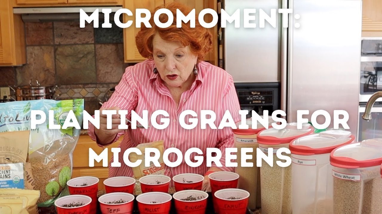 MicroMoment: Planting Grains for Microgreens - YouTube
