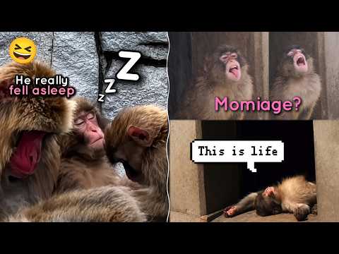Atomaru teaches Punch to groom but he dozed off😁| Funny and cute moments compilation