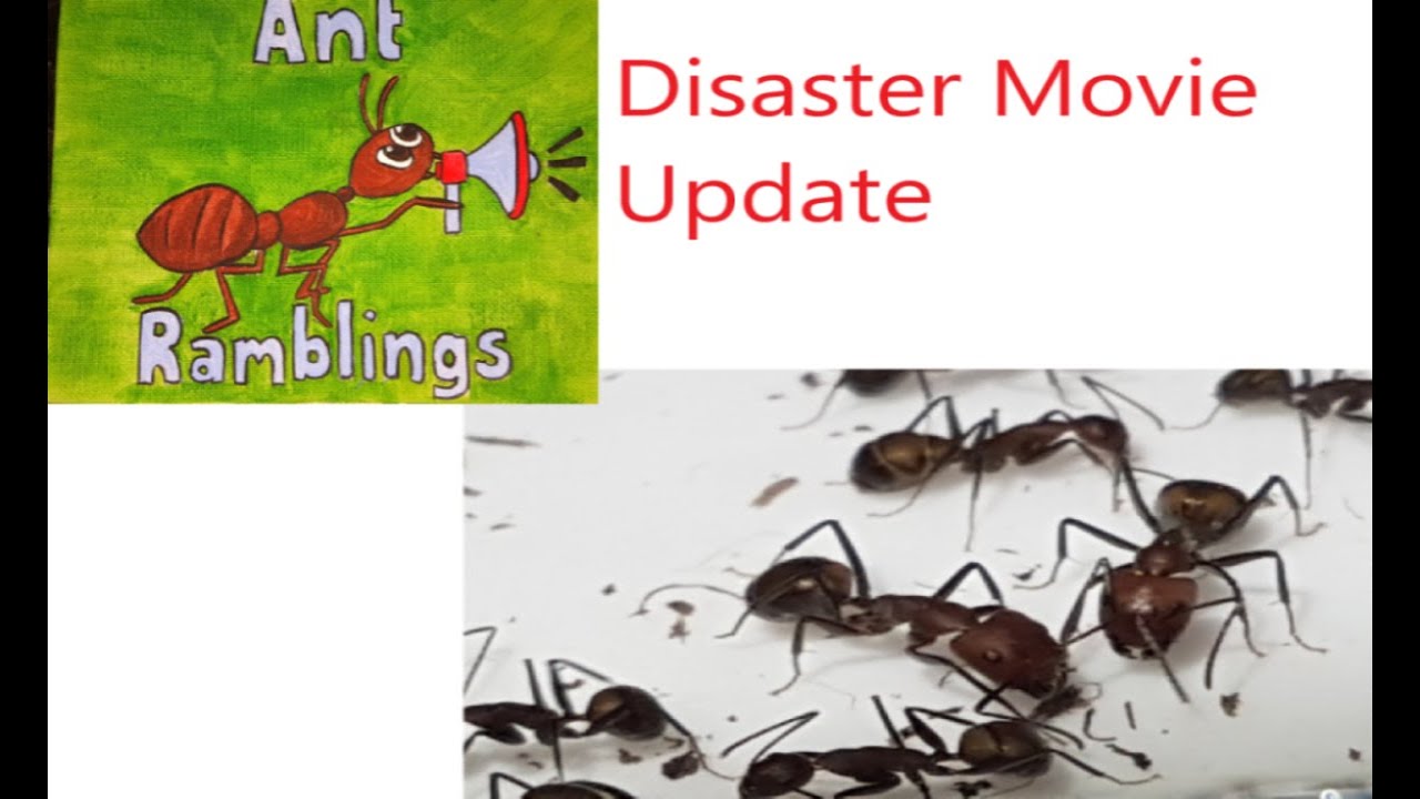 DISASTER MOVIE UPDATE #ants - YouTube