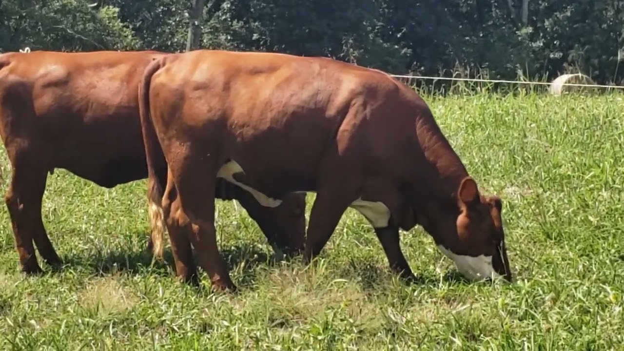 What does "Multi Species Grazing" on a small farm look like for us ...