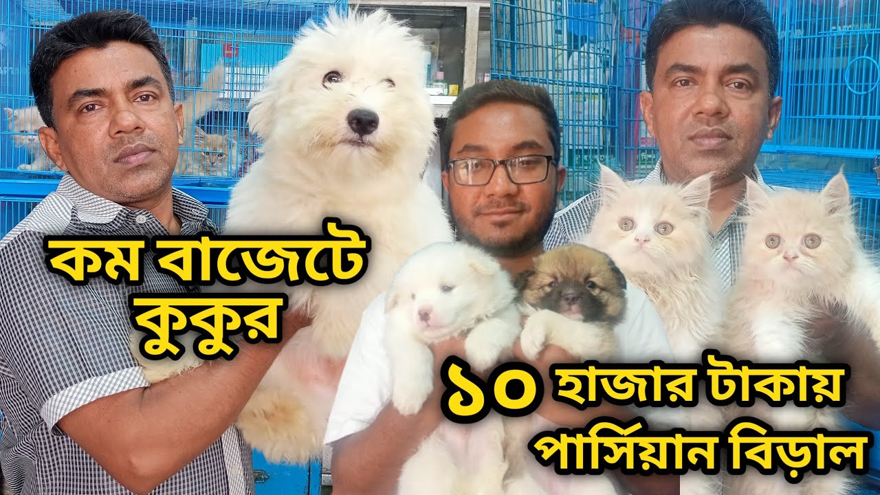 Katabon animal market in bangladesh|German Spitz| Lhasa Apso| Persian ...