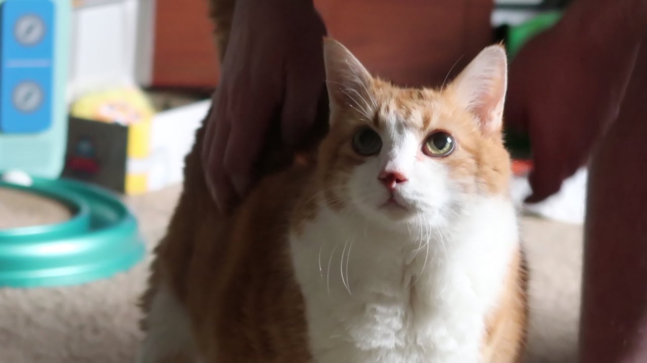 Butters has a happy after using the potty - YouTube