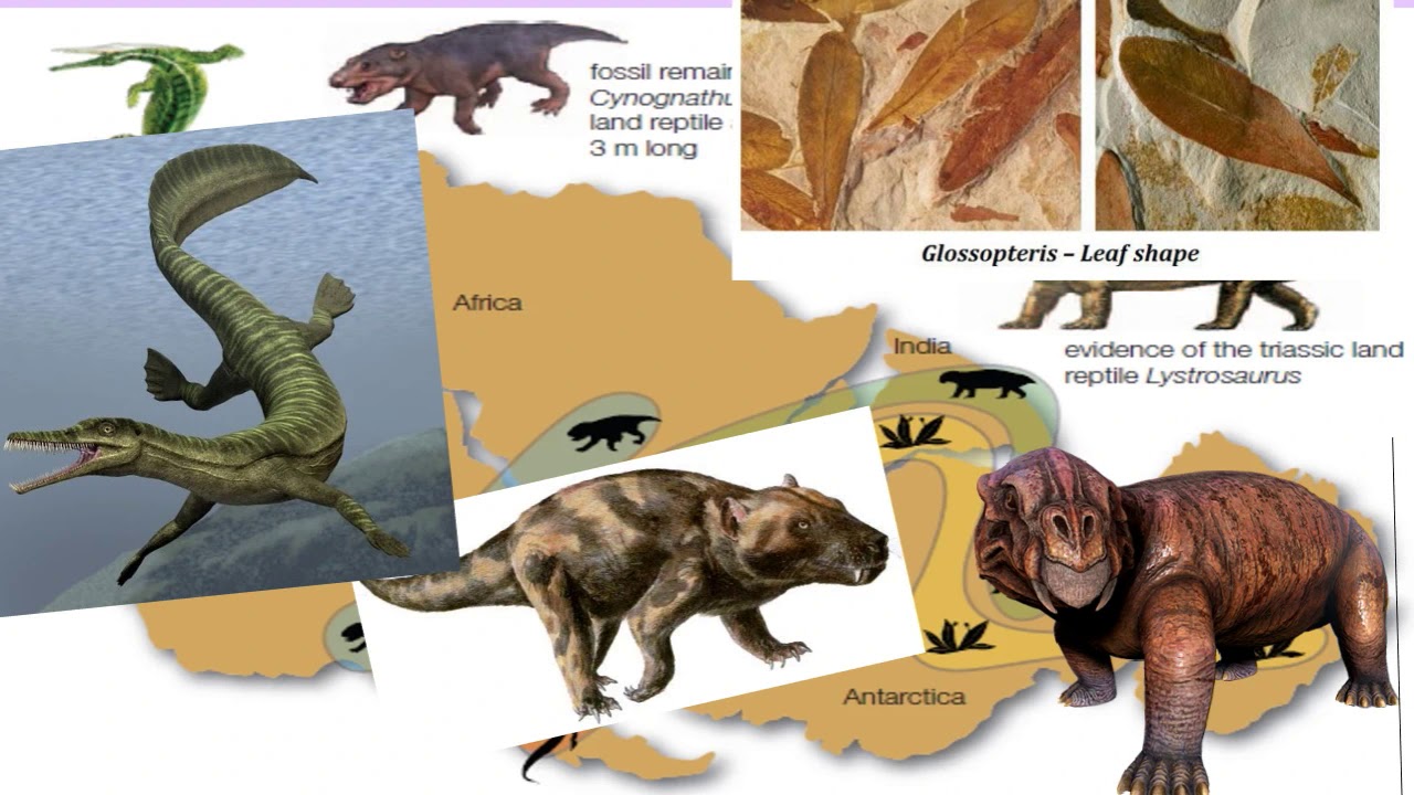 TE1 S01E02 Extra Pangée - YouTube