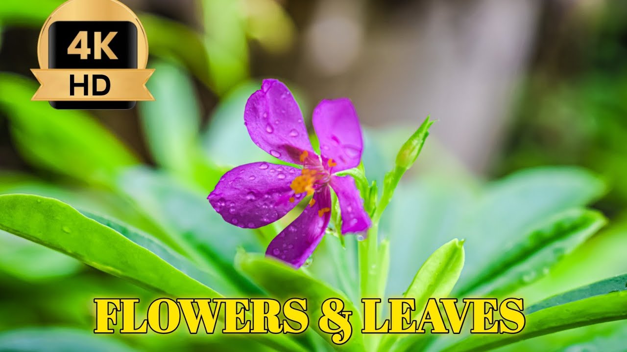 4K Nature Flowers and Leaves Photos with music. - YouTube