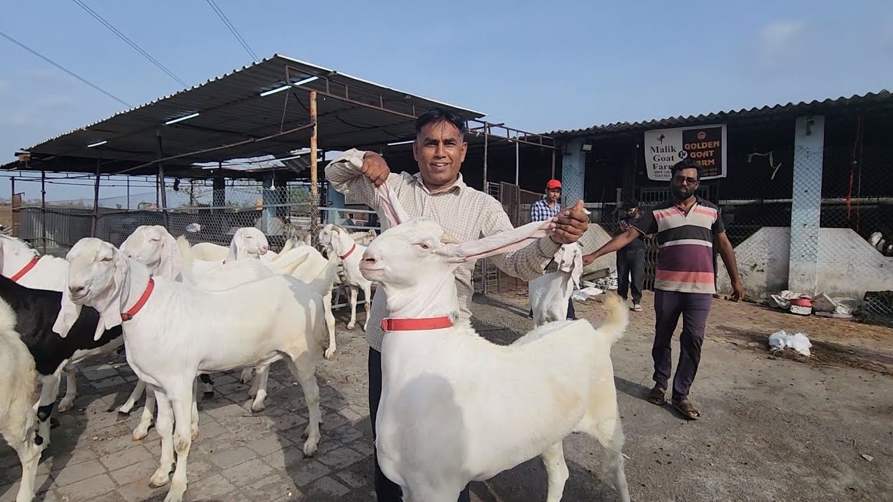 Nayaab Sojat Gulabi Goats | Malik Goat Farm And Golden Goat Farm Padgha ...