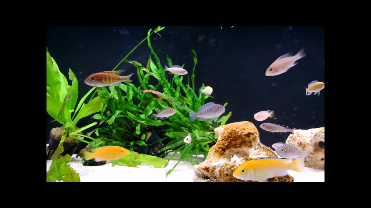 grow Out Fry Tank - YouTube