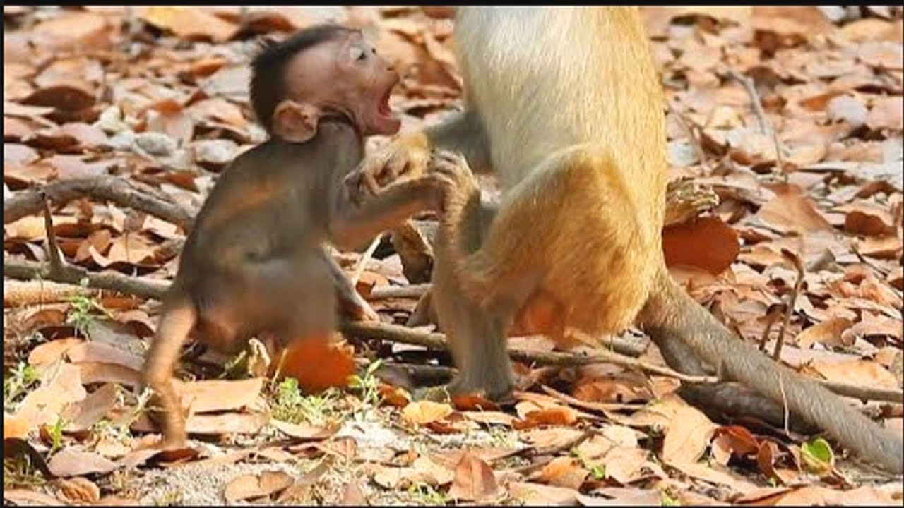 Brother monkey want Baby Monkey to take care, Look so cute - YouTube