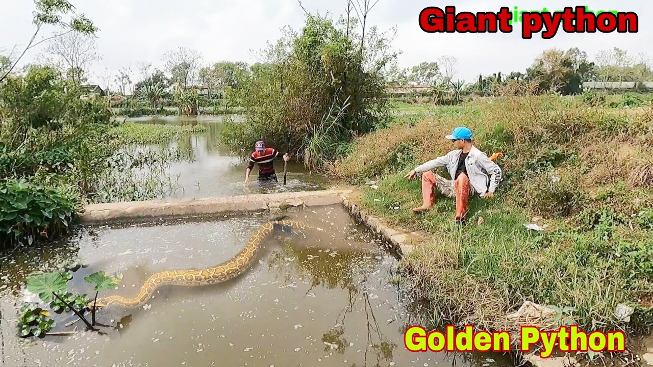 Brave sister confronts 2 giant pythons 300 kg - YouTube