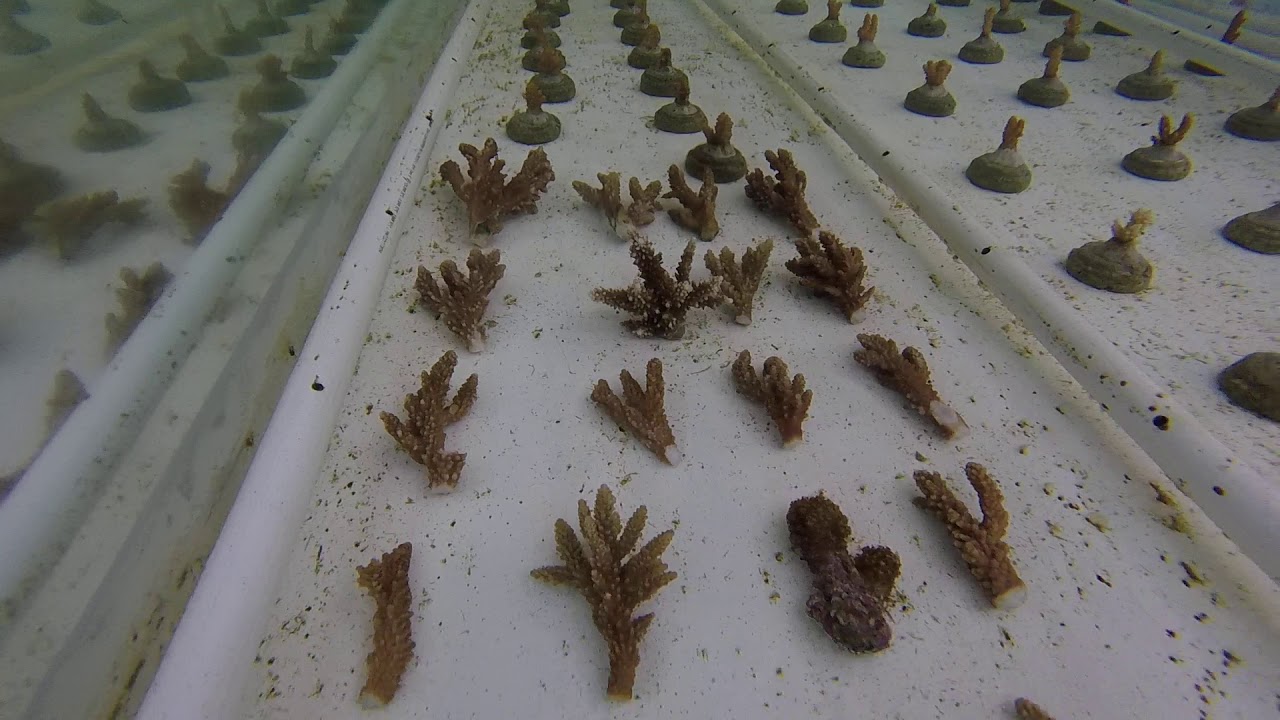 coral nursery - YouTube