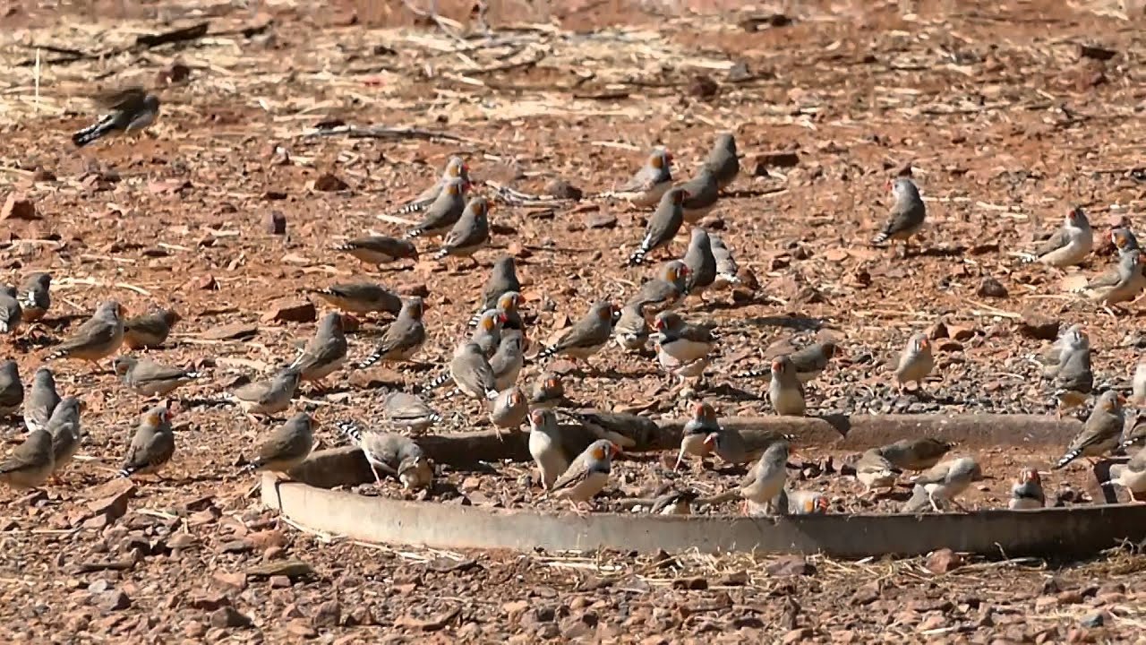 Australian Wild Zebra Finches - YouTube