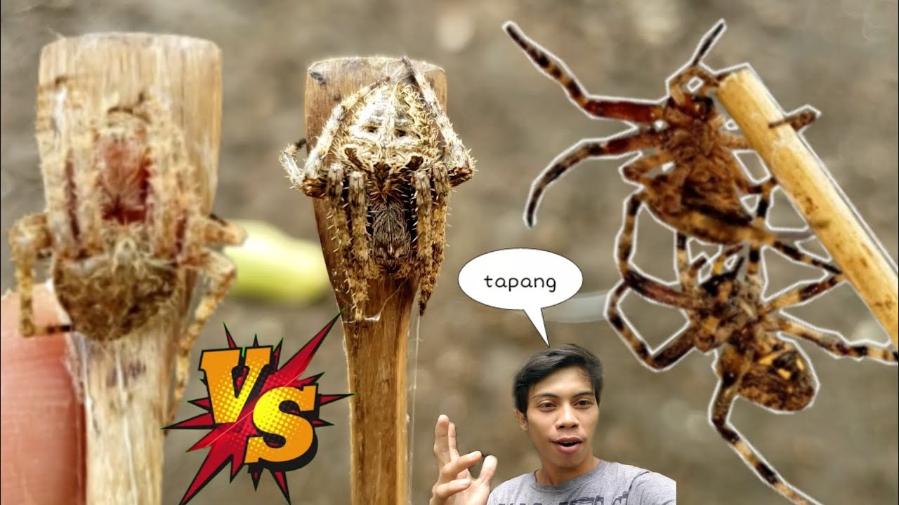 SPIDER BATTLE MGA LUMANG GAGAMBA. - YouTube