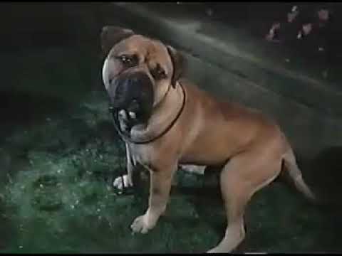 See Spot Run 2001 VHS & DVD Trailer - YouTube