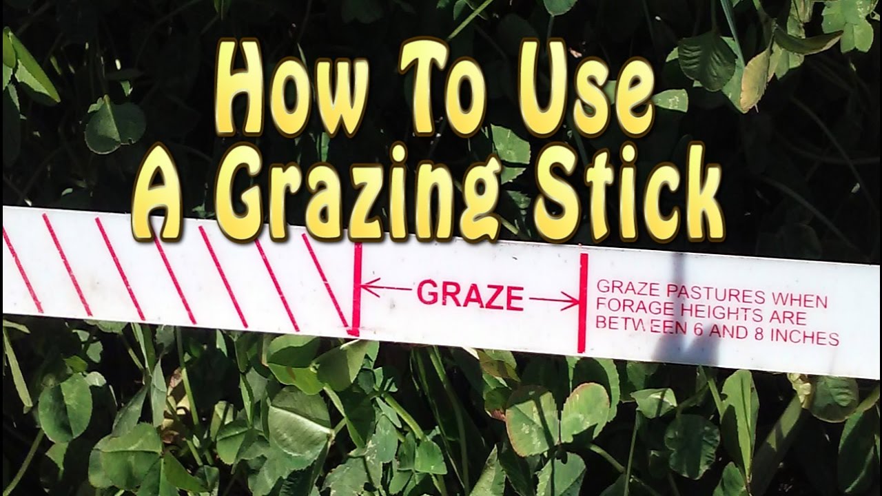 How to Use A Pasture Grazing Stick / Measuring Pasture Forage - YouTube