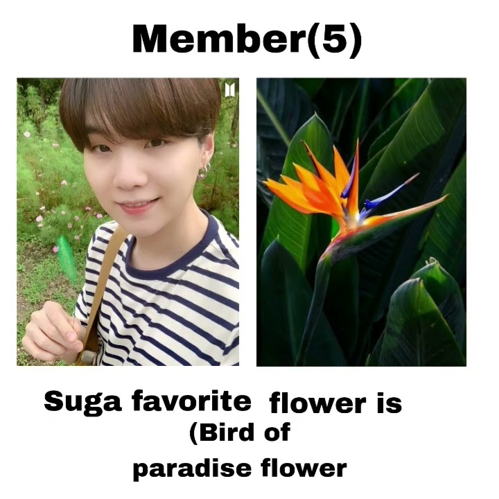 BTS members favorite flower that new army should know 🌻 #bts #shorts ...