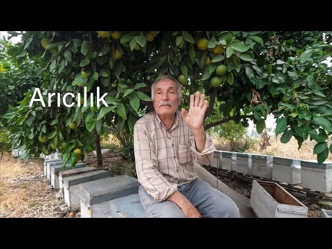Arıcılık Videoları.Merdan Usta Anlatıyor