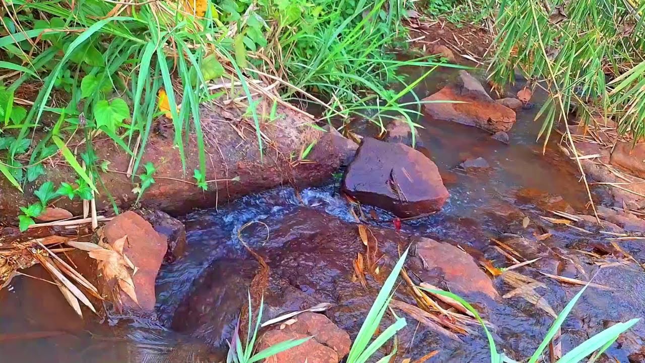 SMALL BUBBLING STREAM, PEACEFUL BIRDS CHIRPING, CALMING FOREST AND ...