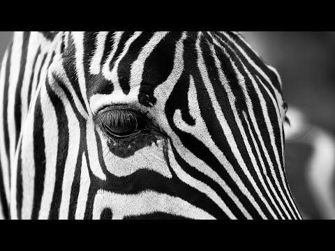 Zebra sound.