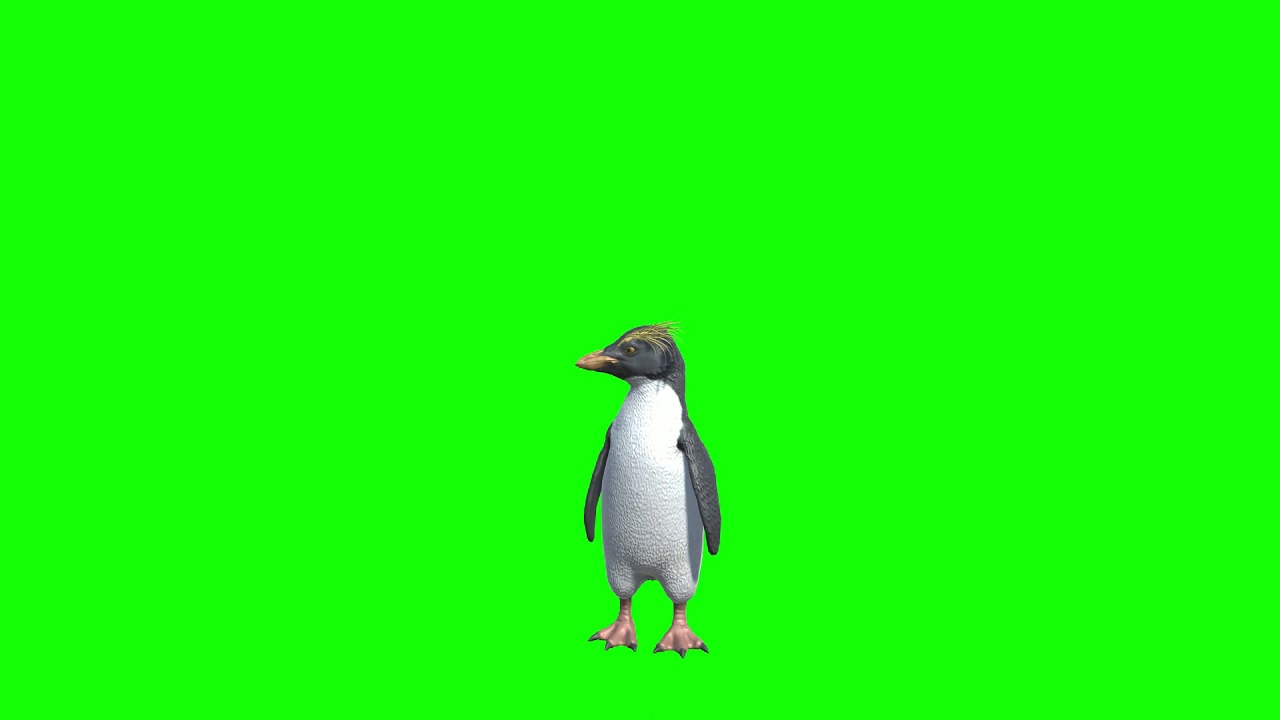 Cute Penguin Green Screen Animation Royalty Free - YouTube