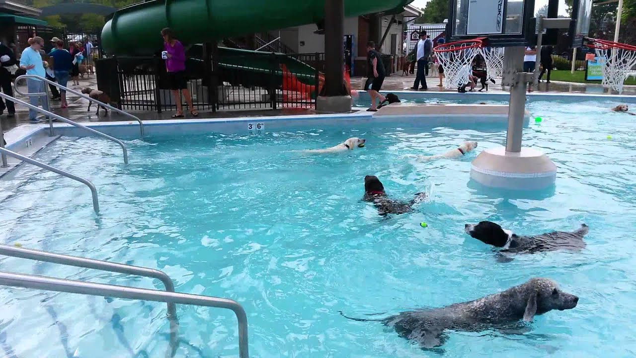 Dogs in the pool! - YouTube