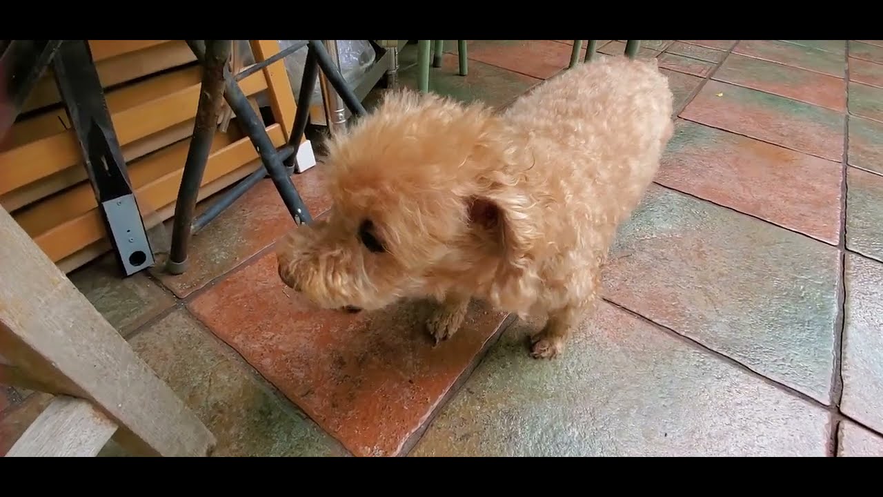 curious poodle marking territory with urine and kiss the green beetle ...