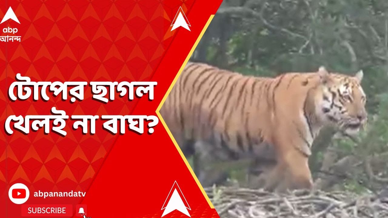 Tiger News: টোপের ছাগল না খেয়ে জঙ্গলে চরতে যাওয়া ছাগল শিকার বাঘের ...