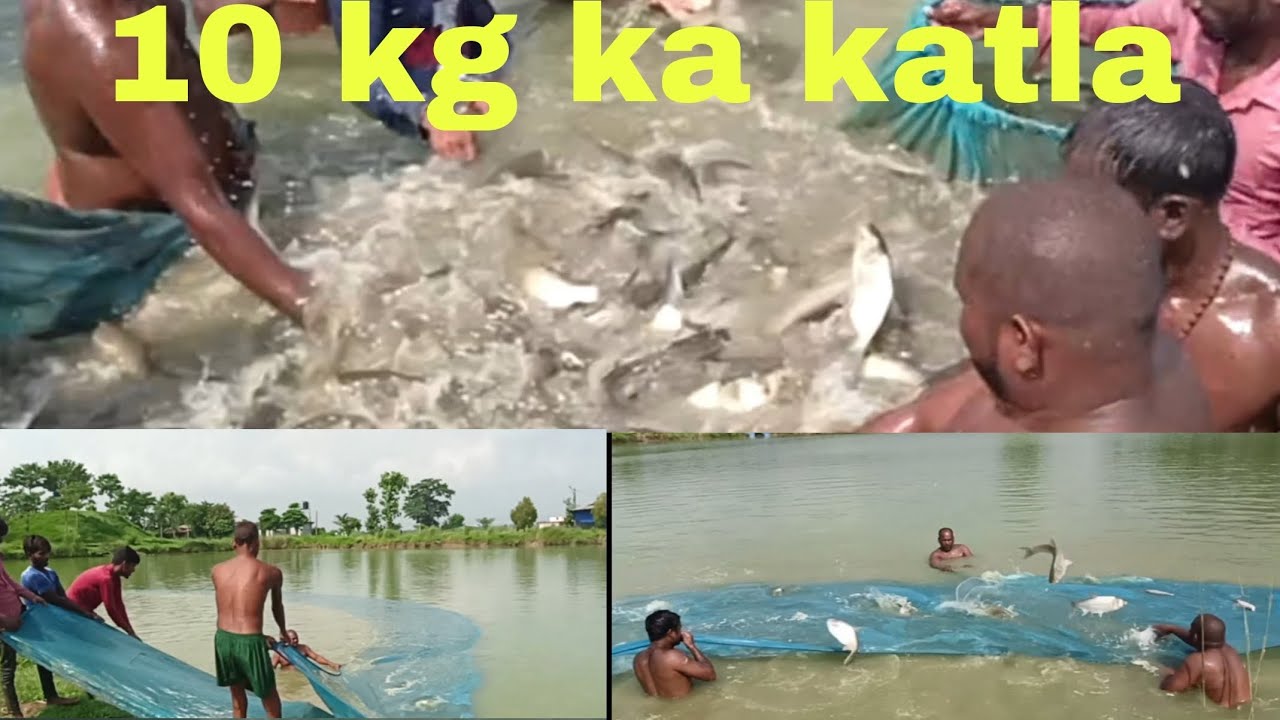 katala 10 kg ka Nepali fish - YouTube