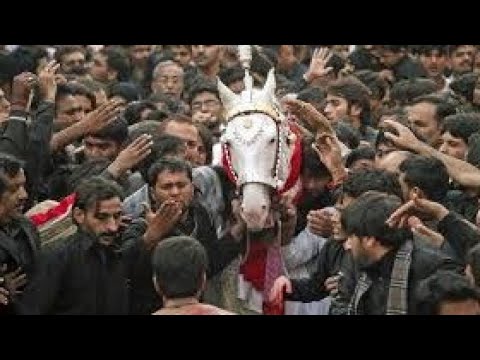 Pakistani shiya religious horse# mula ali ka pira khubsoorat zulzala# M ...
