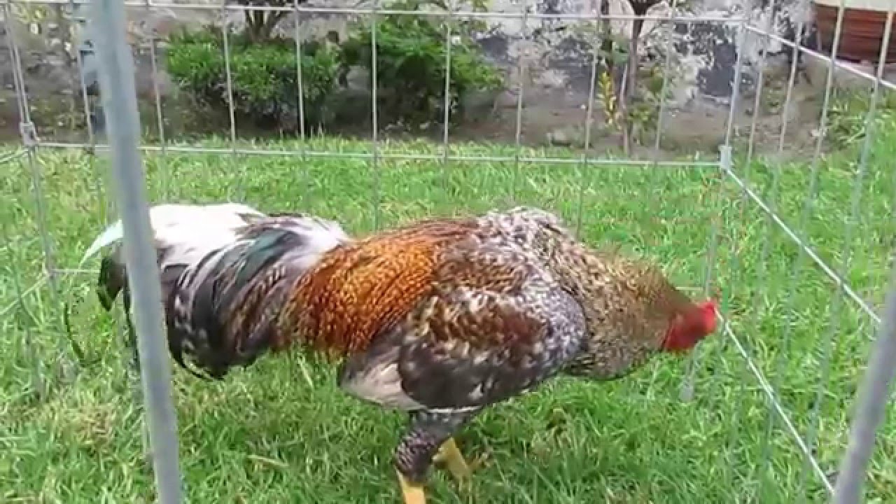 Quinta Isabel. Pollos Asiles Nada Disponible 26 oct 2015 - YouTube