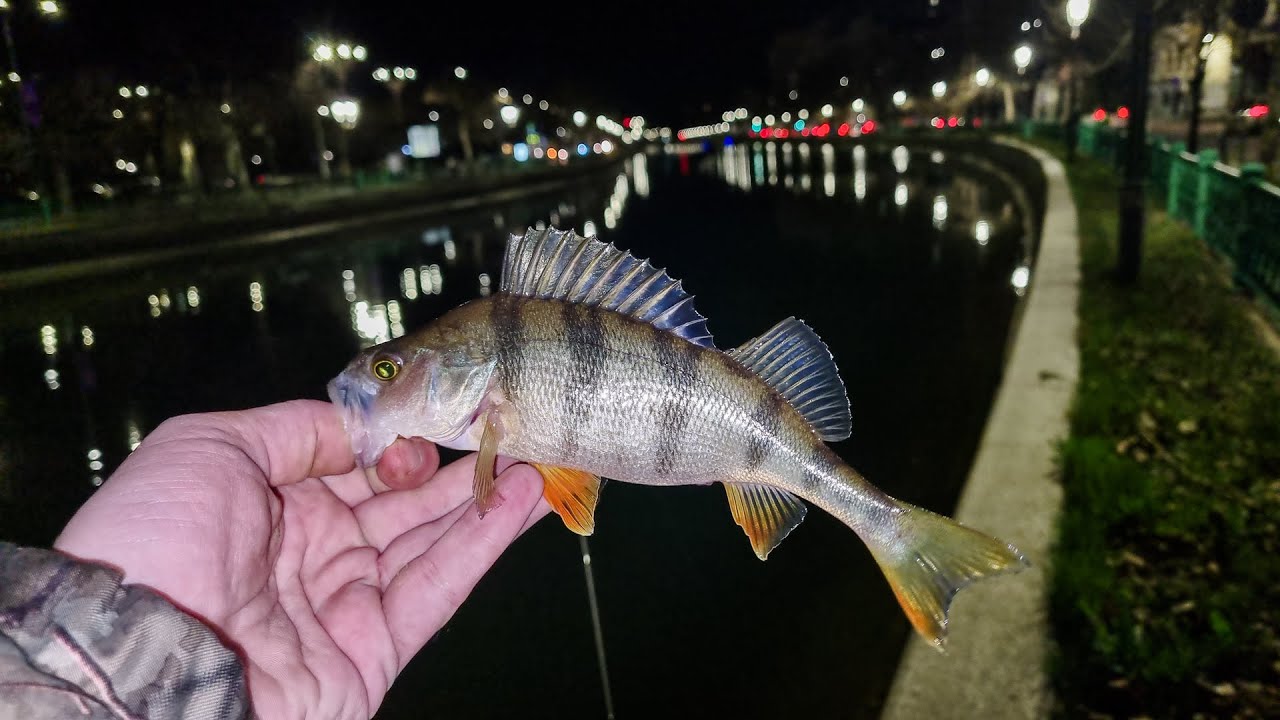 MANANCA BIBANUL inainte de prohibitie? Pescuit pe apa rece ca gheata ...