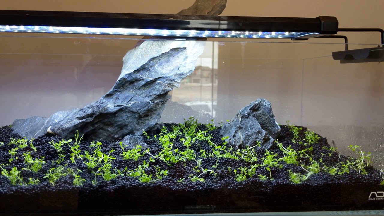 First day planting monte carlo - YouTube