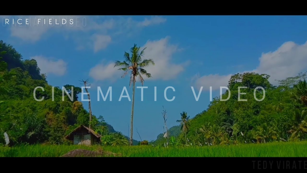 Rice fields || cinematic video - YouTube