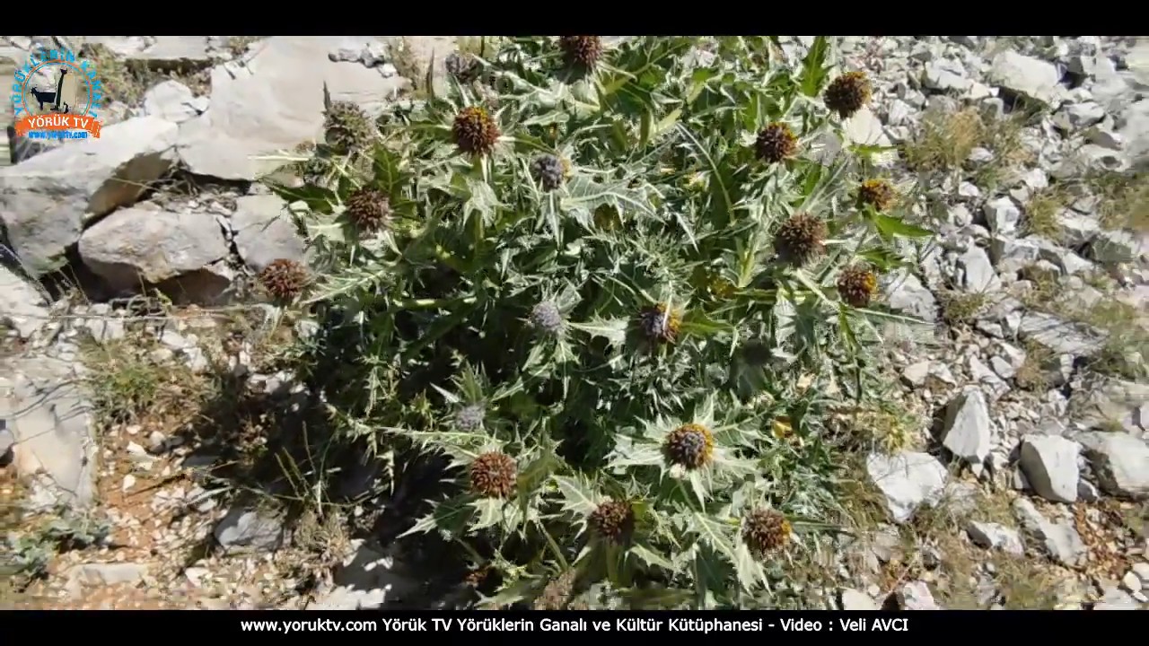 KENGER DİKENİ VE KENGER KAHVESİ NEDİR , KENGER KAHVESİ NASIL YAPILIR ...