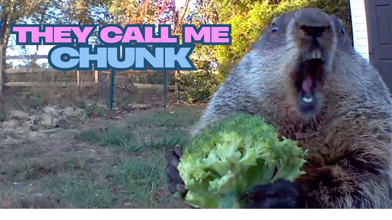 The Groundhog Video You Didn’t Know You Needed—Meet Chunk! - YouTube