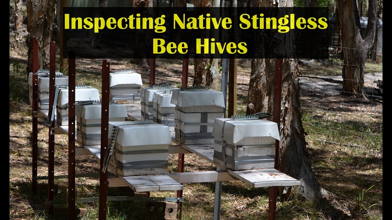 What to Look for When Inspecting Native Bee Hives After Splitting - YouTube